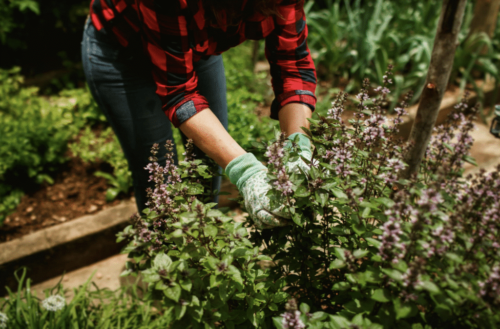 Spring Pruning Made Easy Heckers Garden Centre