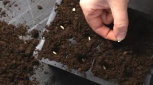 Sowing seeds in six easy steps – Heckers Garden Centre