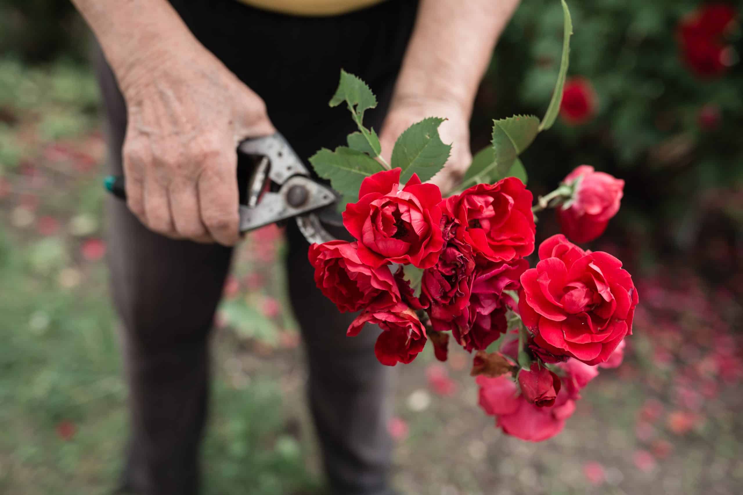 Cutting The Right Corner Pruning Made Easy Heckers Garden Centre