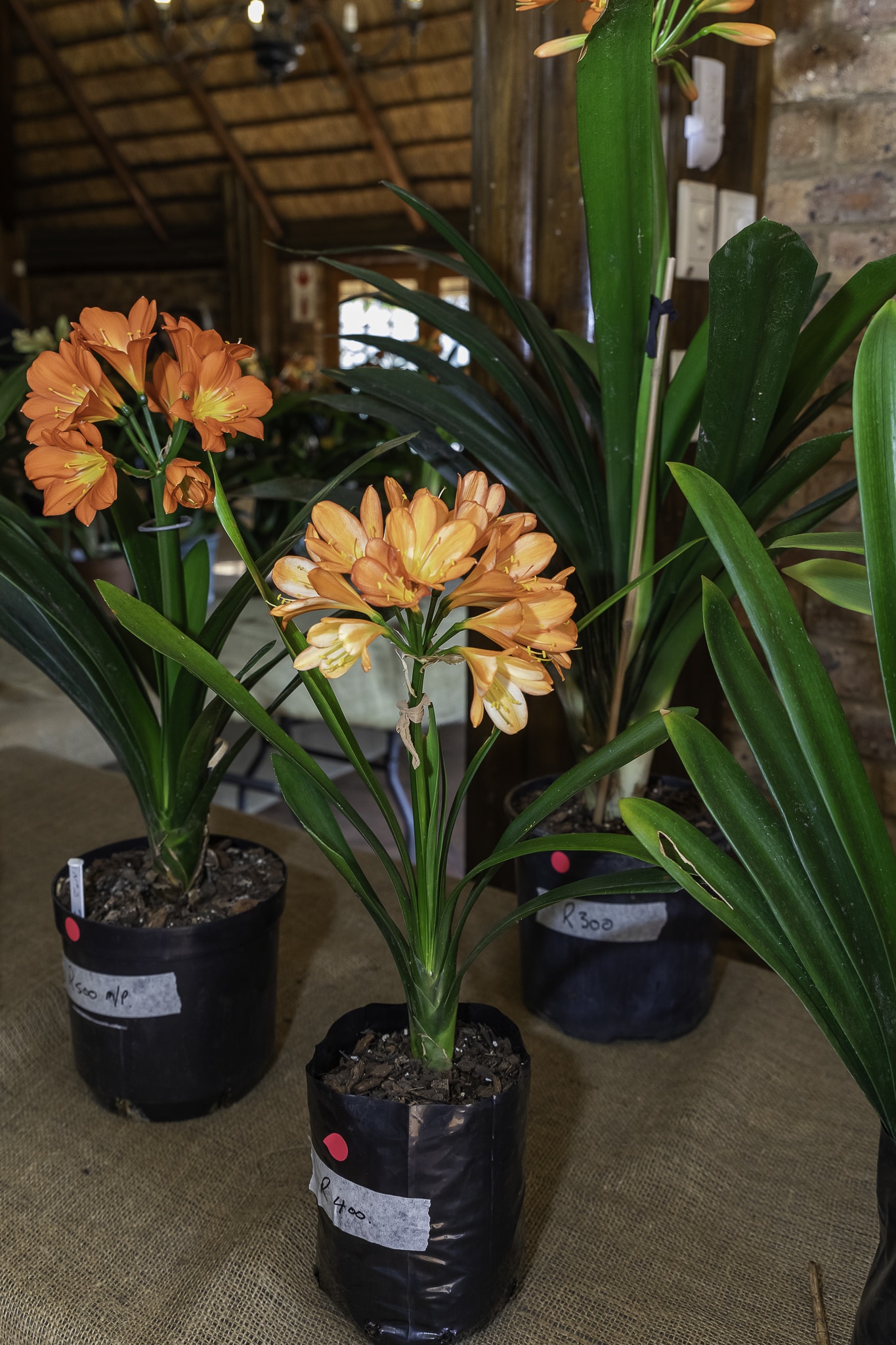 Clivia Show - Heckers Garden Centre